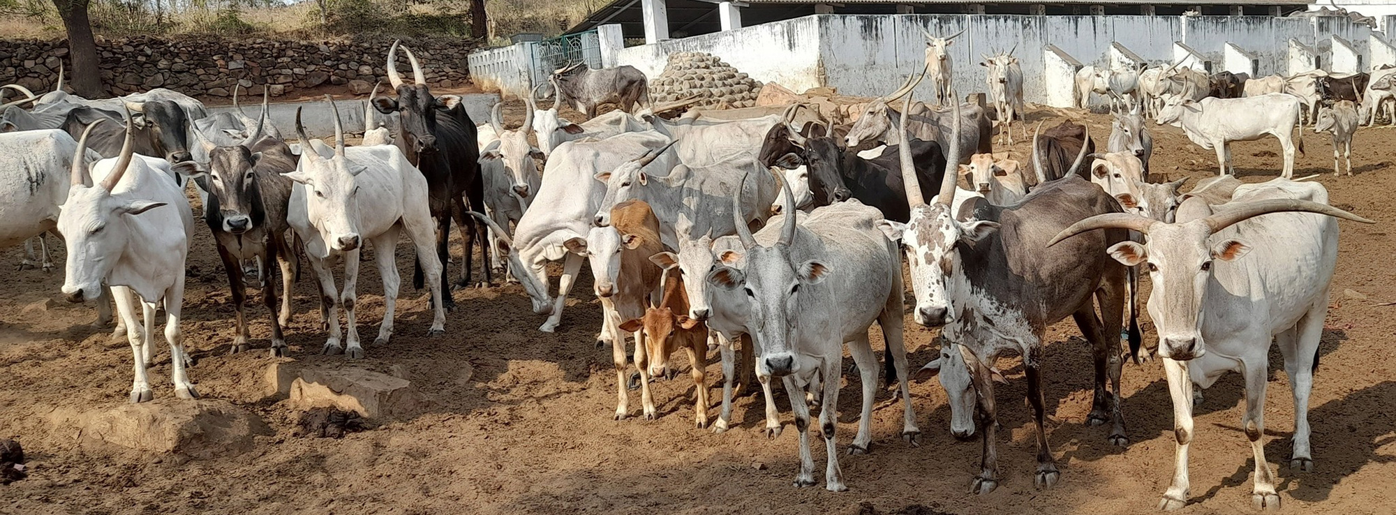 Cattle rescue - Karuna Society for Animals and Nature