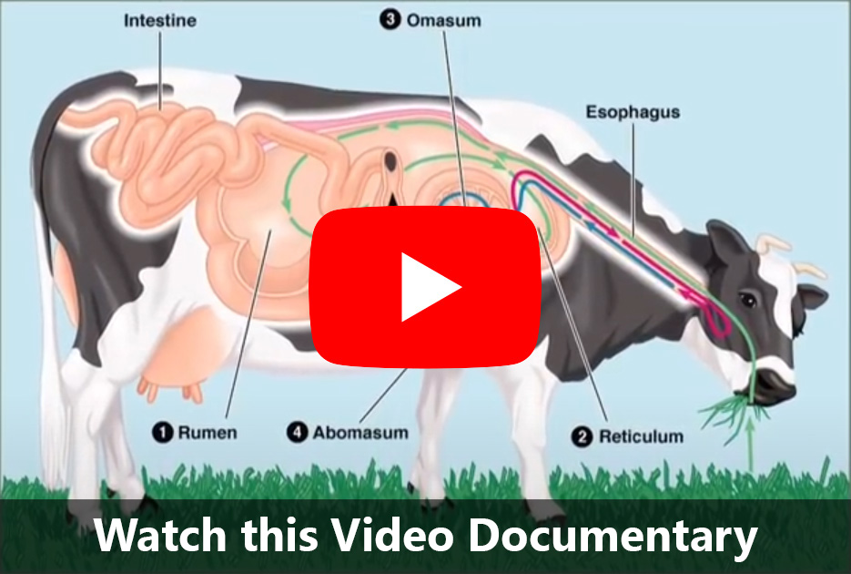 The plastic cow project - Karuna Society for Animals and Nature