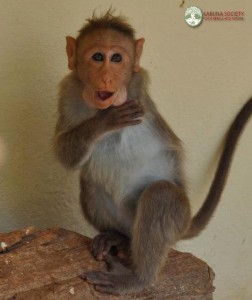 Update on Bella the Monkey – Karuna Society for Animals and Nature