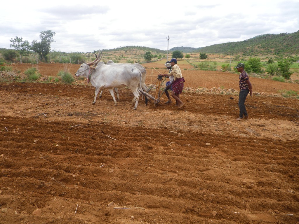Cattle Assisting Farmers – Karuna Society for Animals and Nature